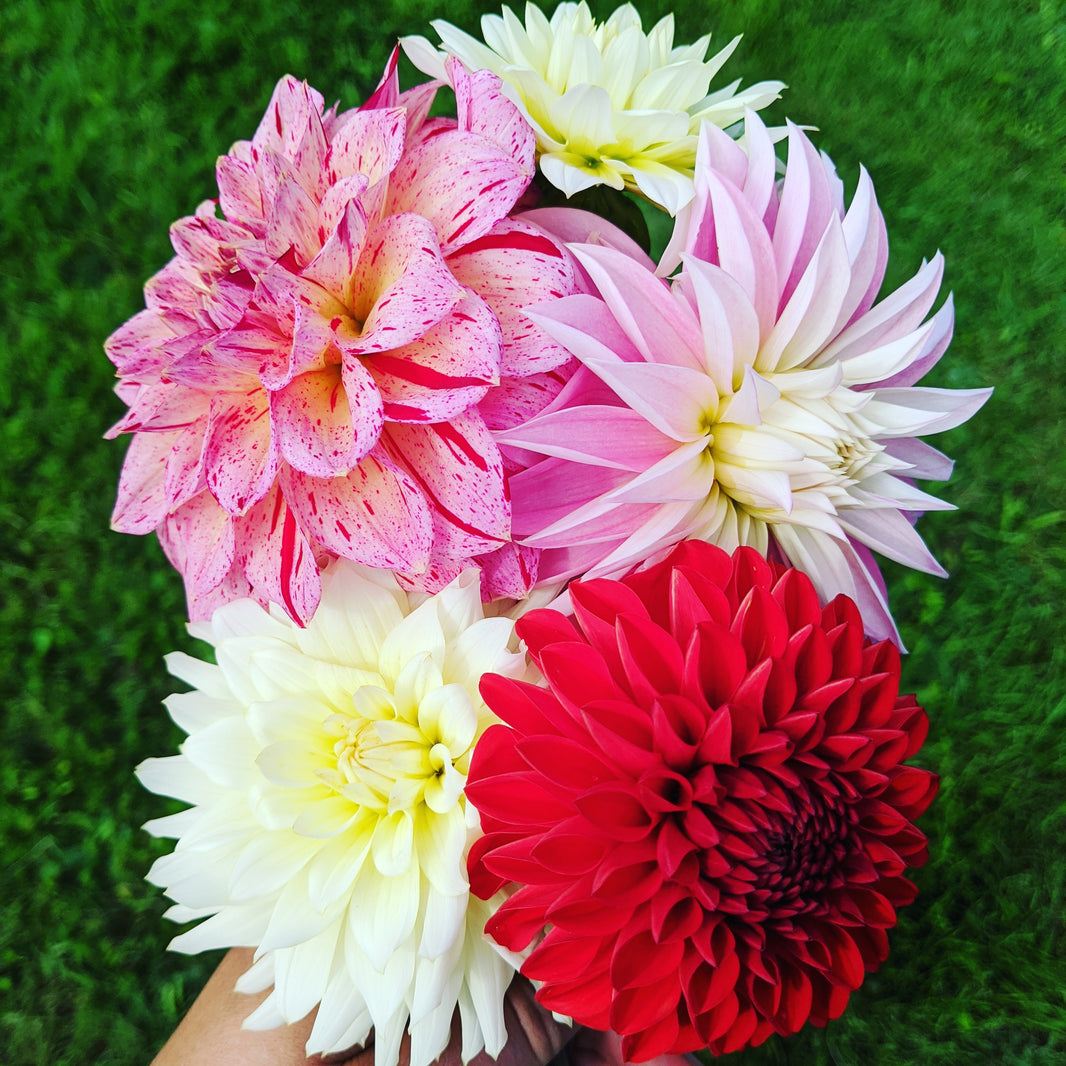 All Tubers – North Shore Flower Co.