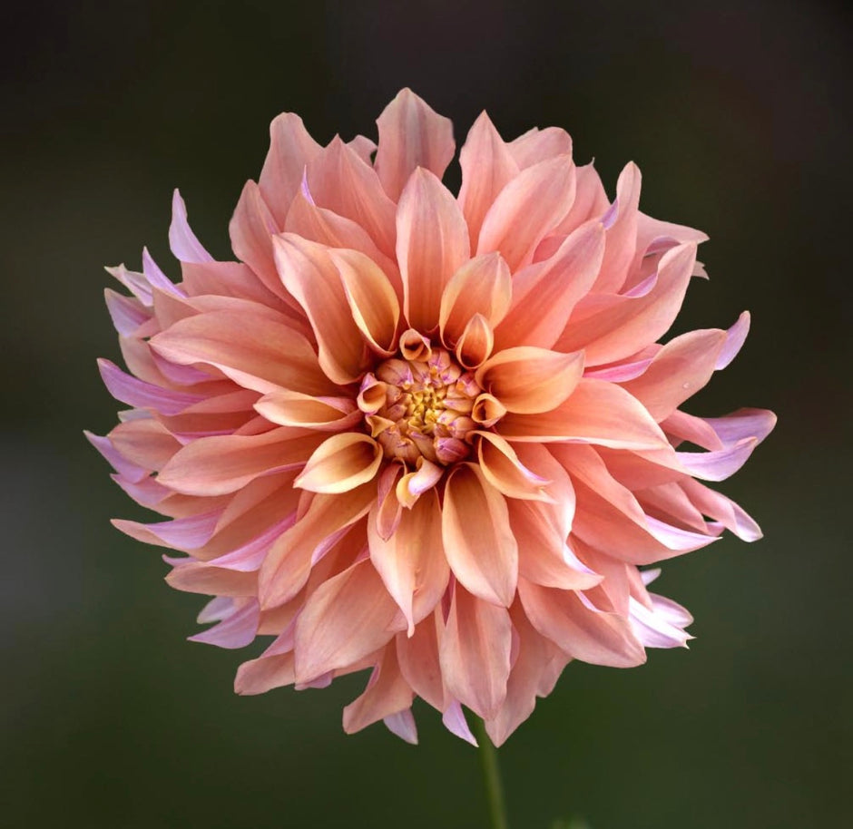 All Tubers – North Shore Flower Co.