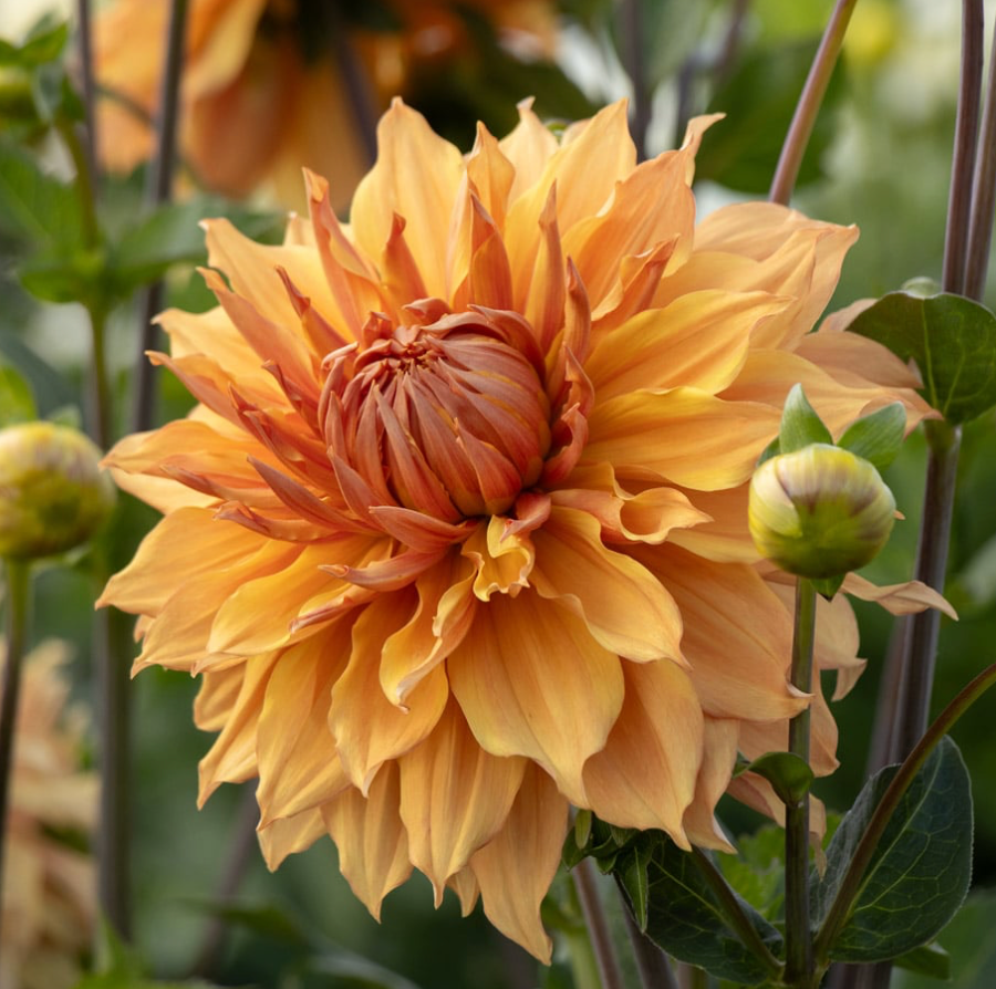Hamari Gold Dahlia Tubers | Rich Golden-Yellow Blooms | North Shore ...