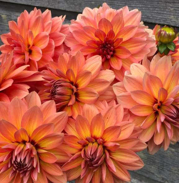 Nicholas Dahlia Tubers | Soft Peach-Pink Blooms | North Shore Flower Co.