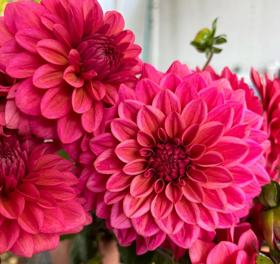 All Tubers – North Shore Flower Co.