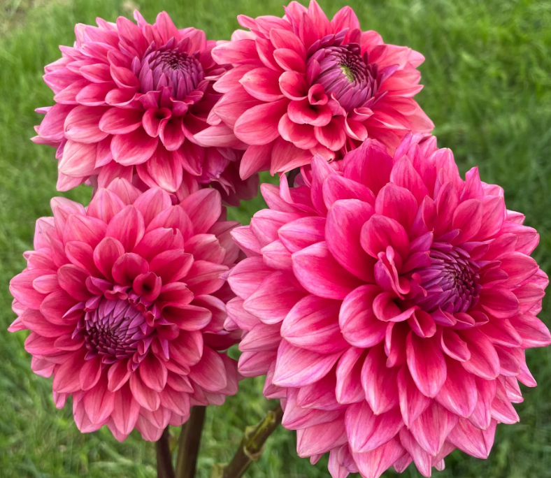 Mystique Dahlia Tubers | Deep Wine & Raspberry Blooms | North Shore ...